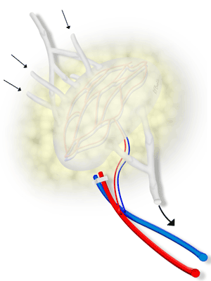 Microsurgery.Net An Online Textbook and Atlas of Microsurgery